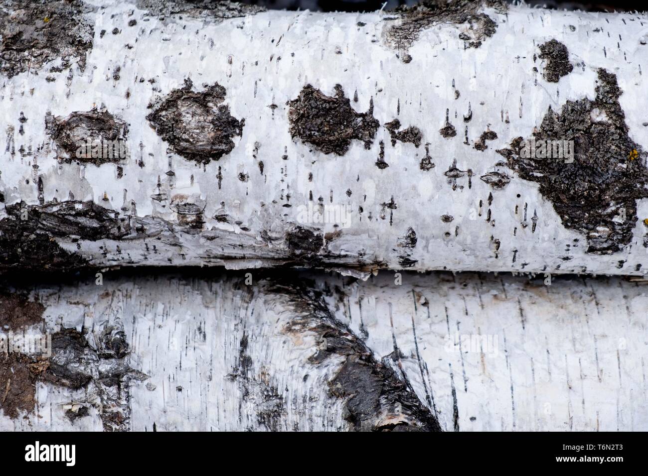 Birch logs lying on the ground. Top and side view Stock Photo - Alamy
