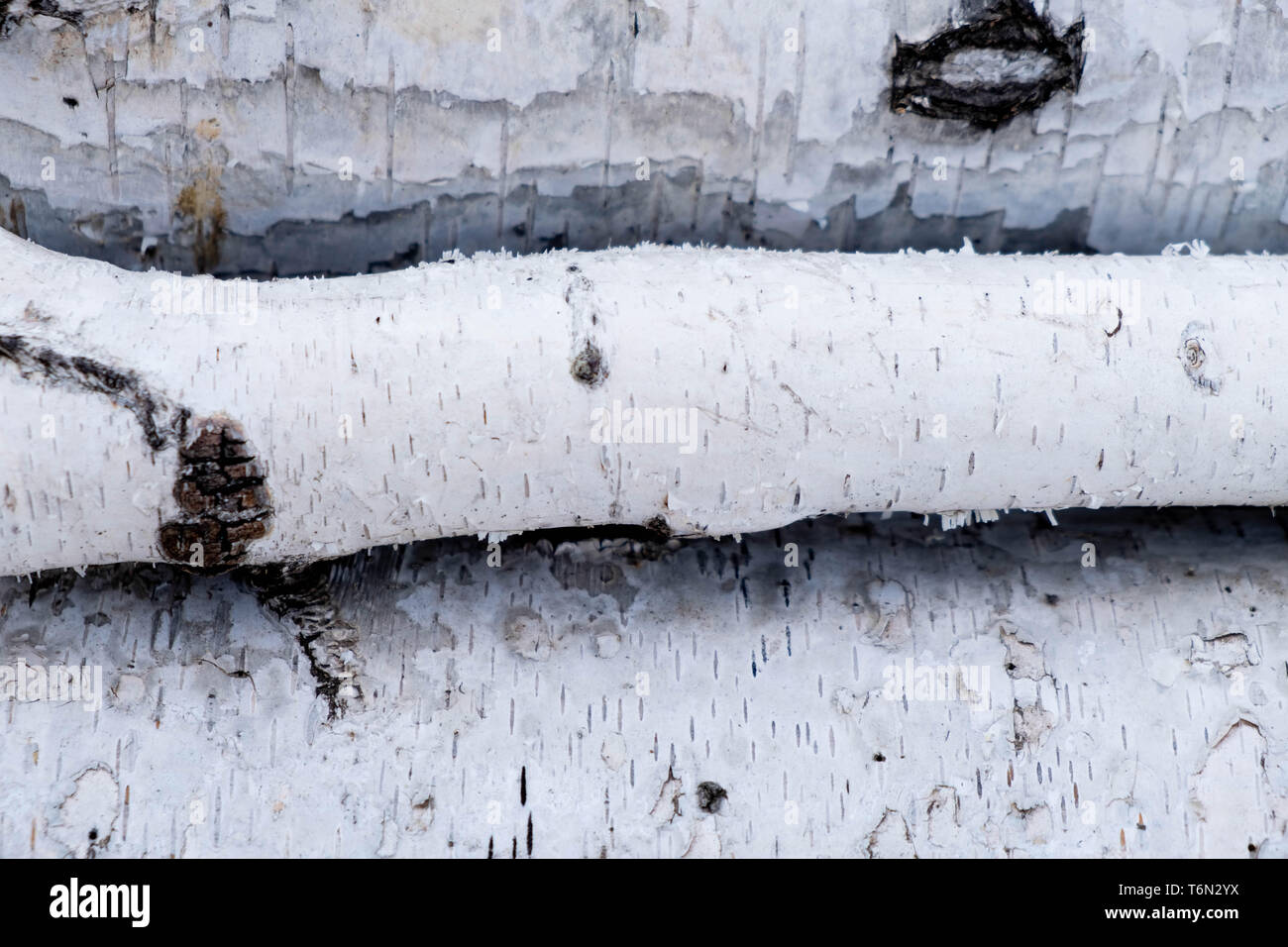 Birch logs lying on the ground. Top and side view Stock Photo - Alamy
