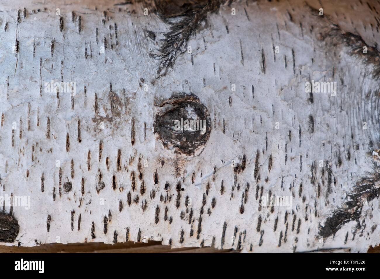 Birch logs lying on the ground. Top and side view Stock Photo - Alamy