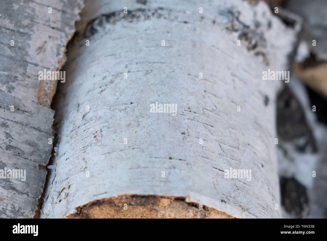 Birch logs lying on the ground. Top and side view Stock Photo - Alamy