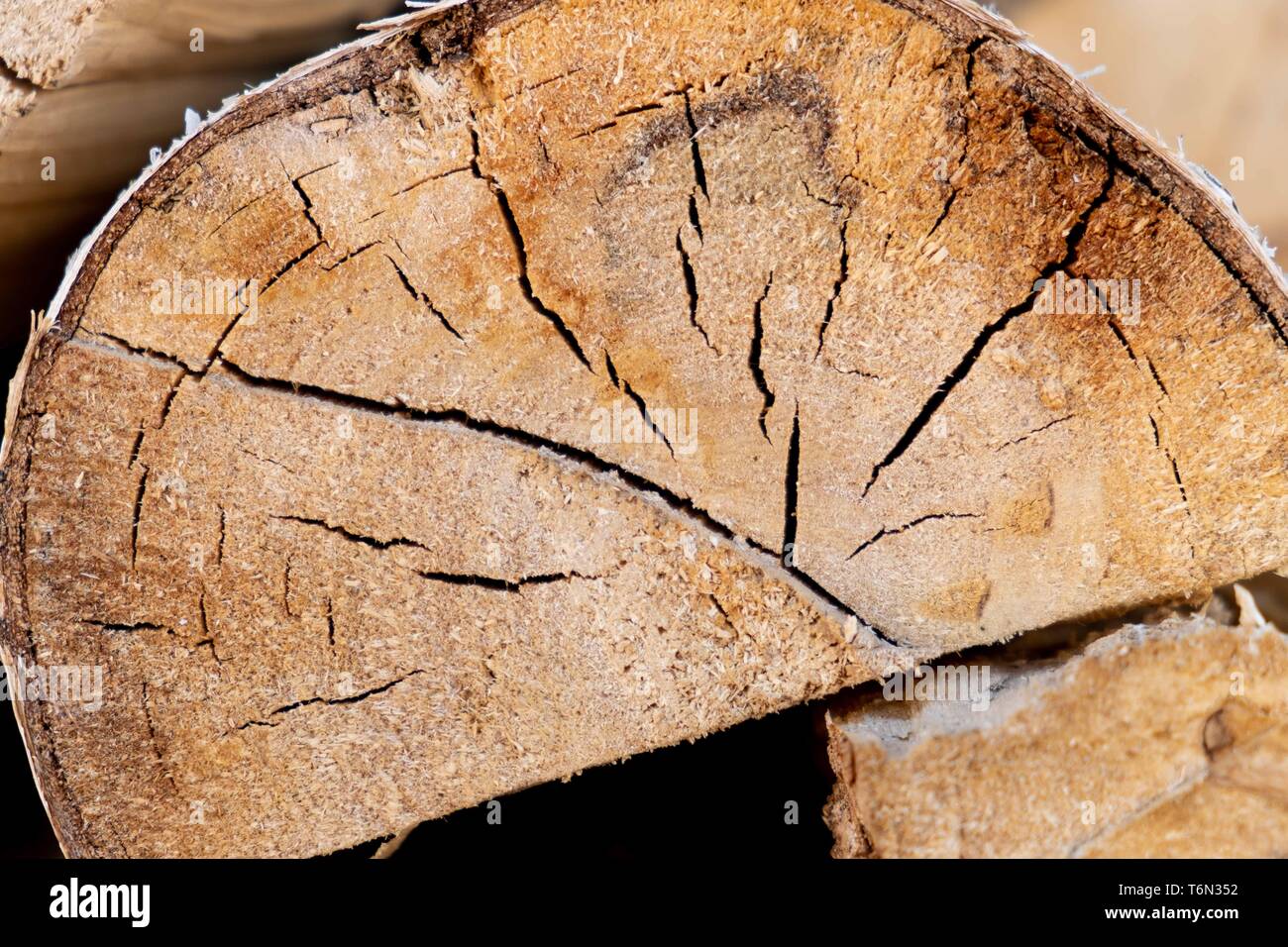 Birch logs lying on the ground. Top and side view Stock Photo - Alamy