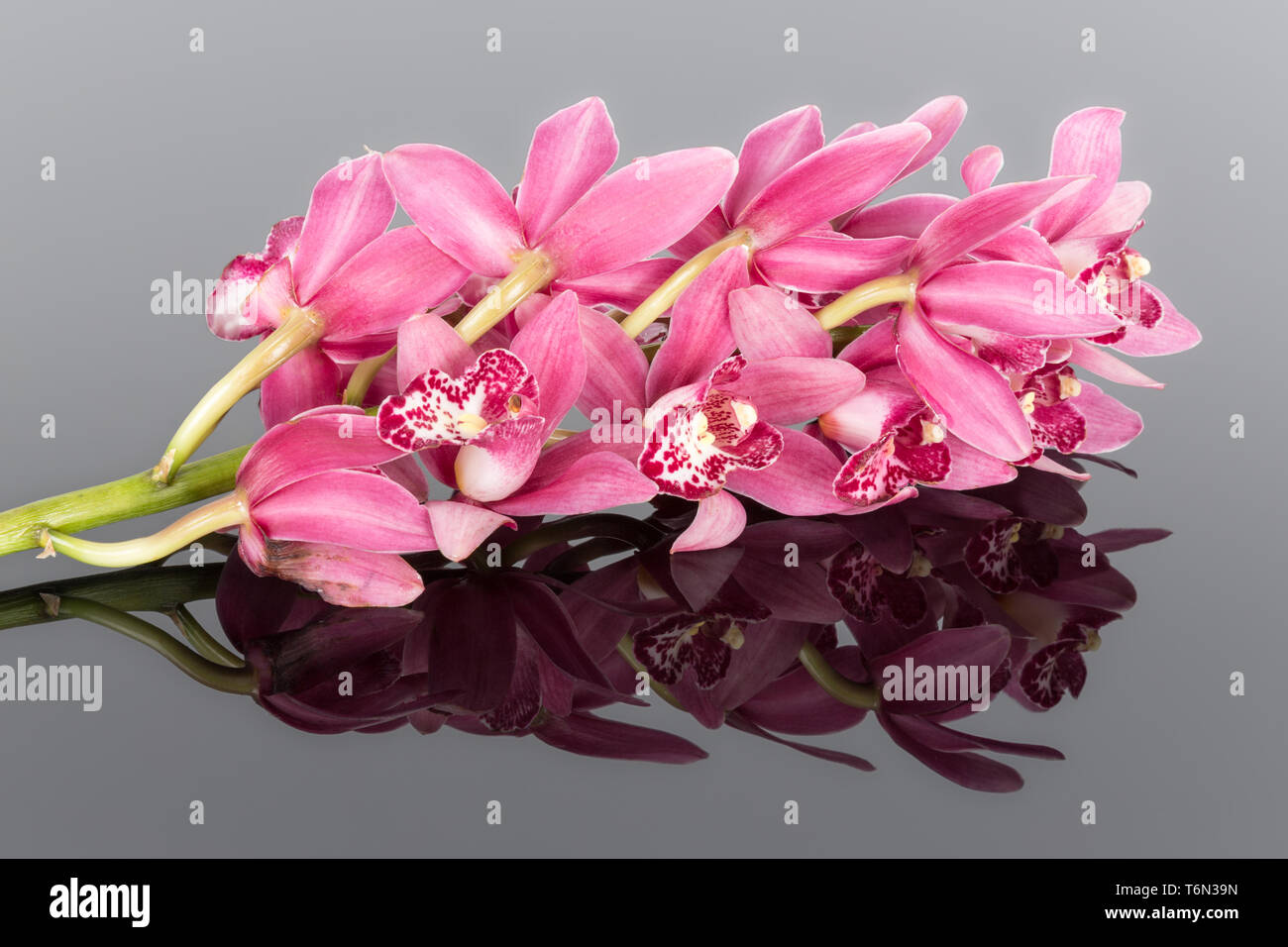 Purple cymbidium hi-res stock photography and images - Alamy