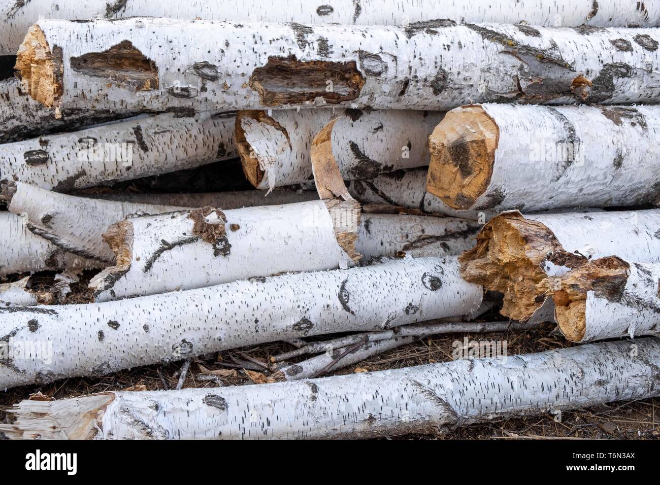 Birch logs lying on the ground. Top and side view Stock Photo - Alamy