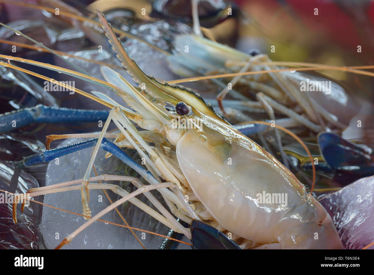 Freshwater Prawns High Resolution Stock Photography and Images - Alamy