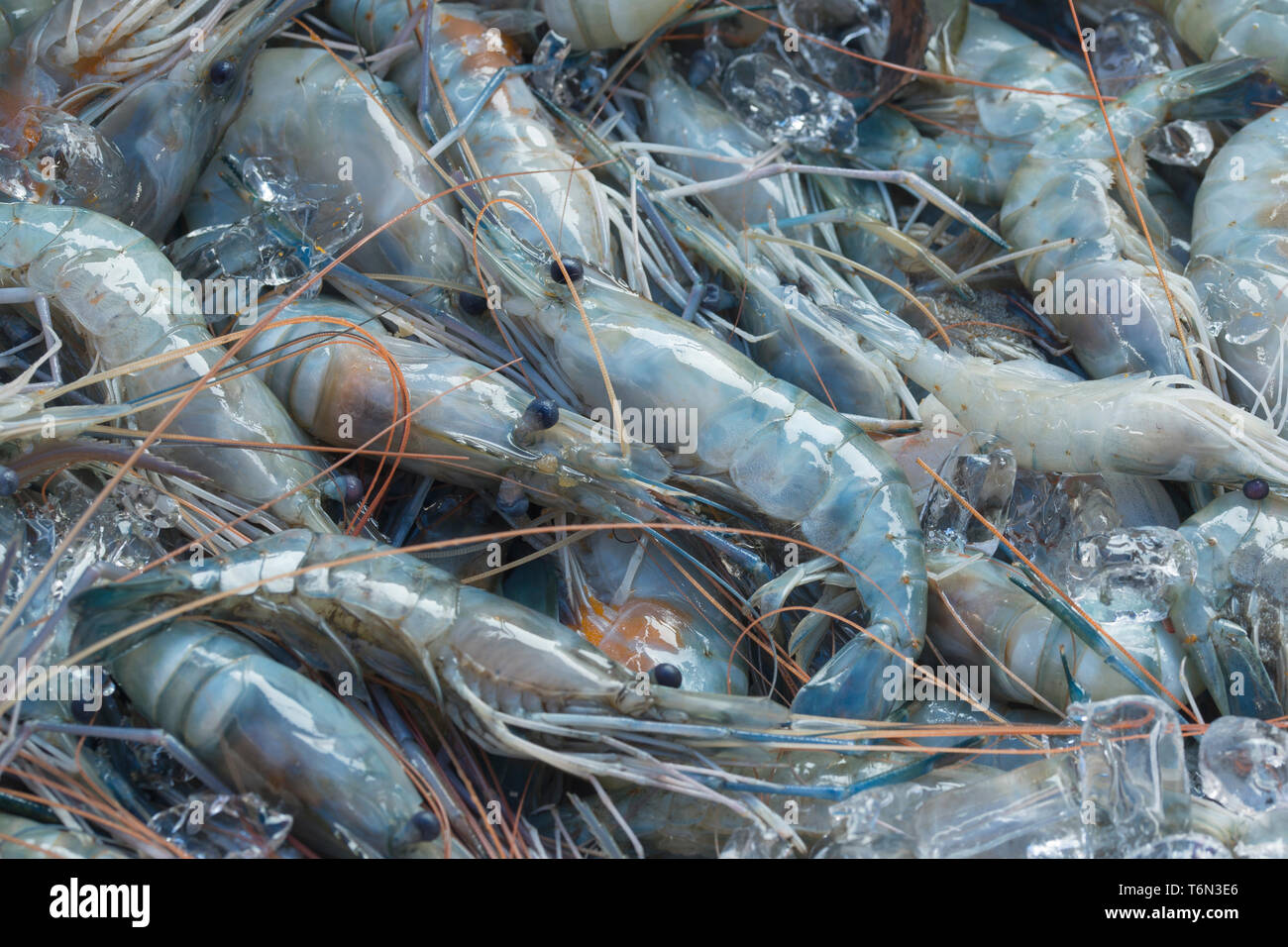 Freshwater Prawns High Resolution Stock Photography and Images - Alamy