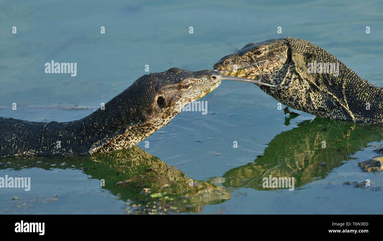 Lizards of south eats asia High Resolution Stock Photography and Images ...