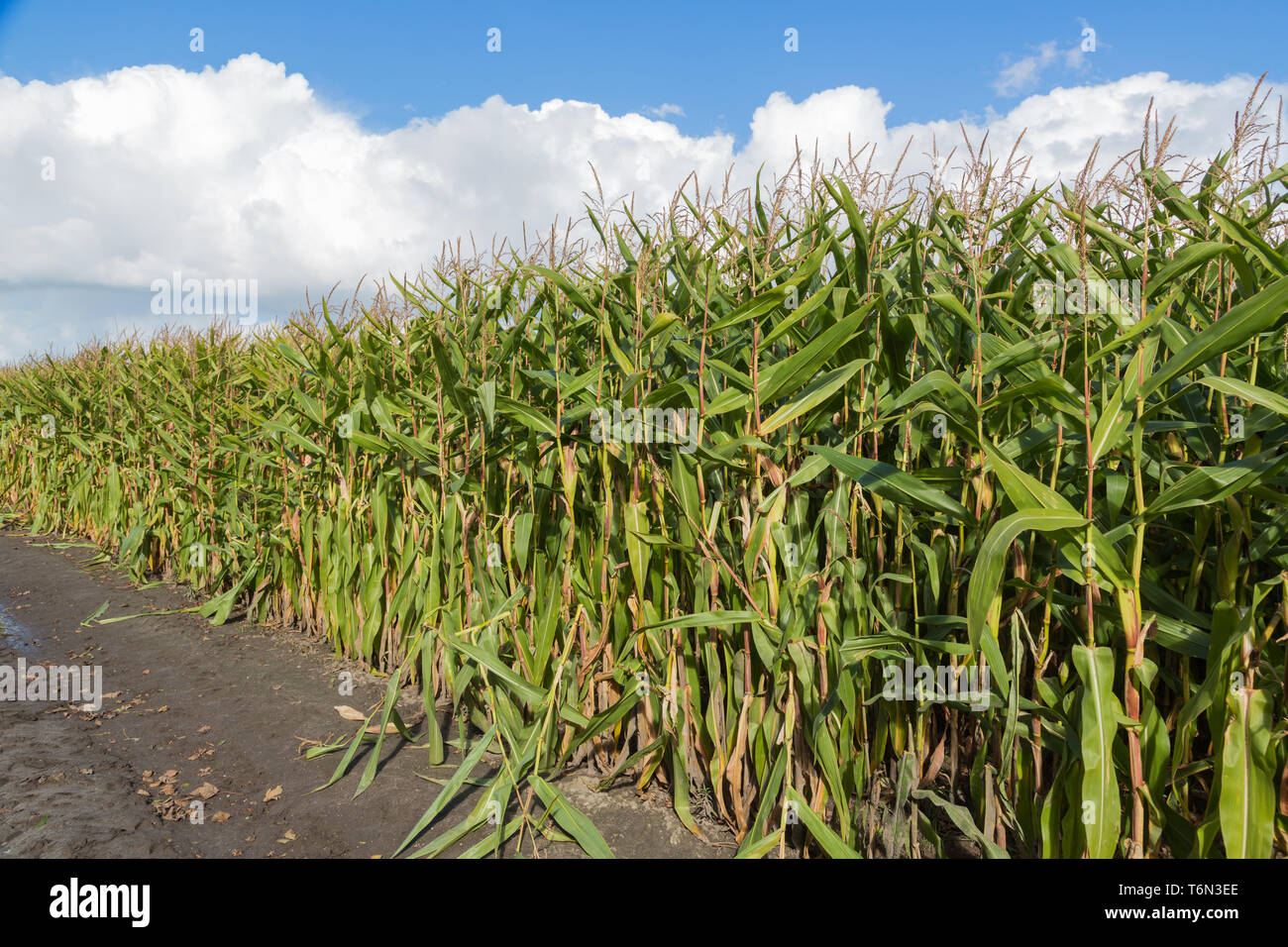 Edge of maize field hi-res stock photography and images - Alamy
