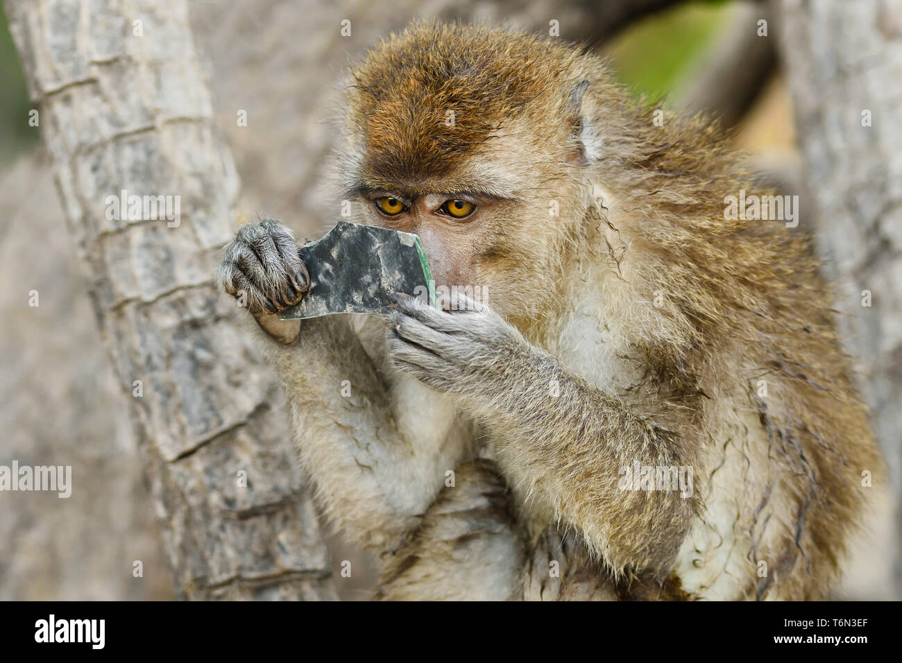 Macaque animal hi-res stock photography and images - Alamy