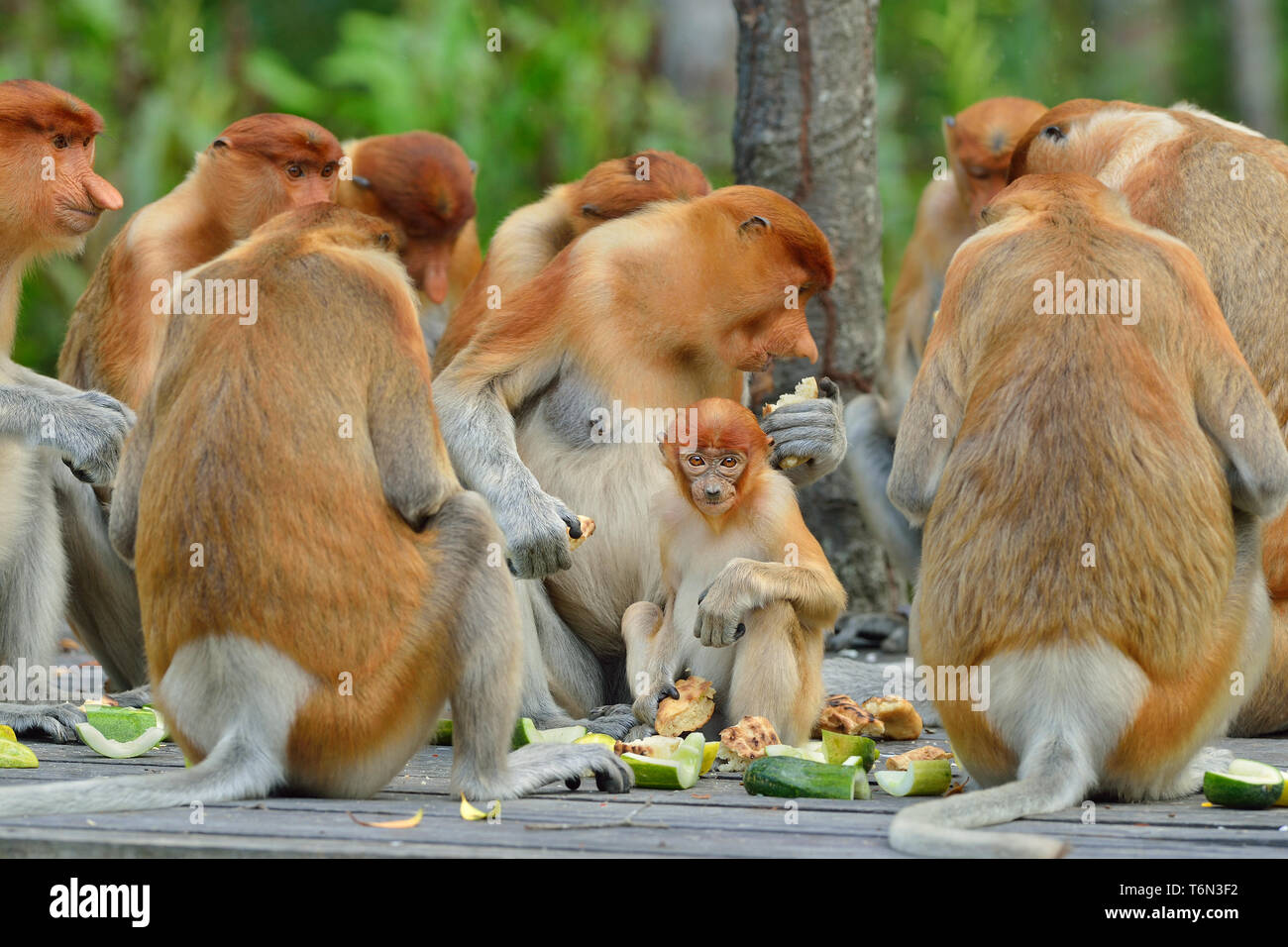 Juvenile Proboscis Monkey High Resolution Stock Photography and Images ...