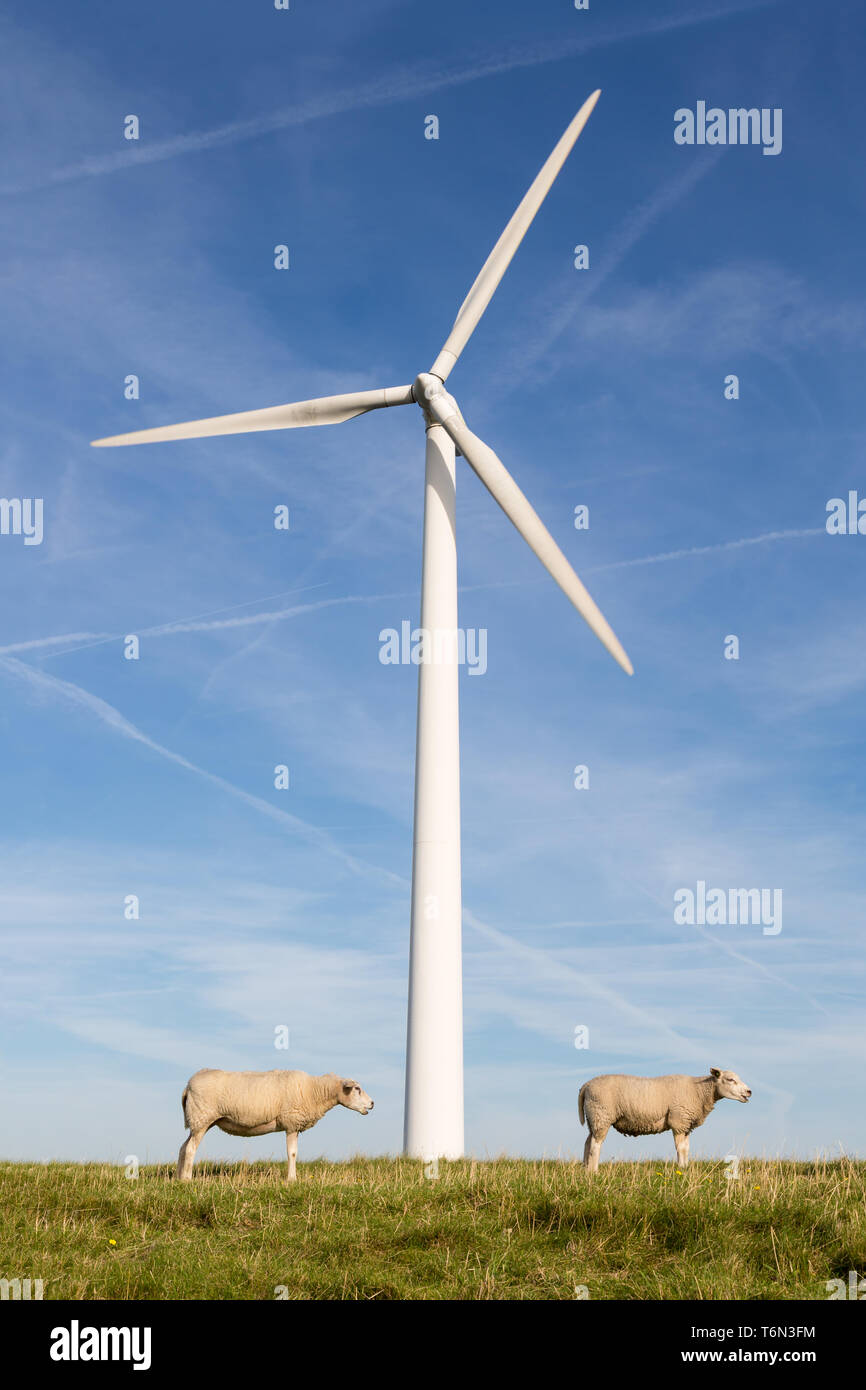 Wind turbines and sheep in field hi-res stock photography and images ...