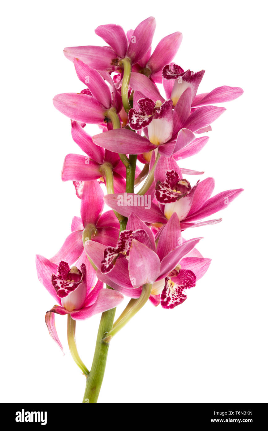 Purple cymbidium hi-res stock photography and images - Alamy