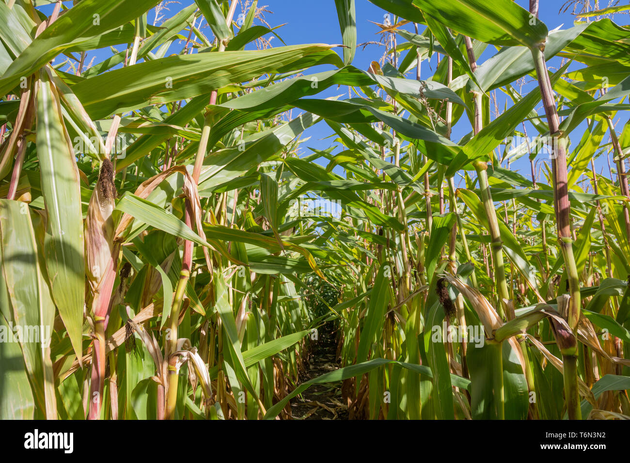 Pathway through cornfield hi-res stock photography and images - Alamy