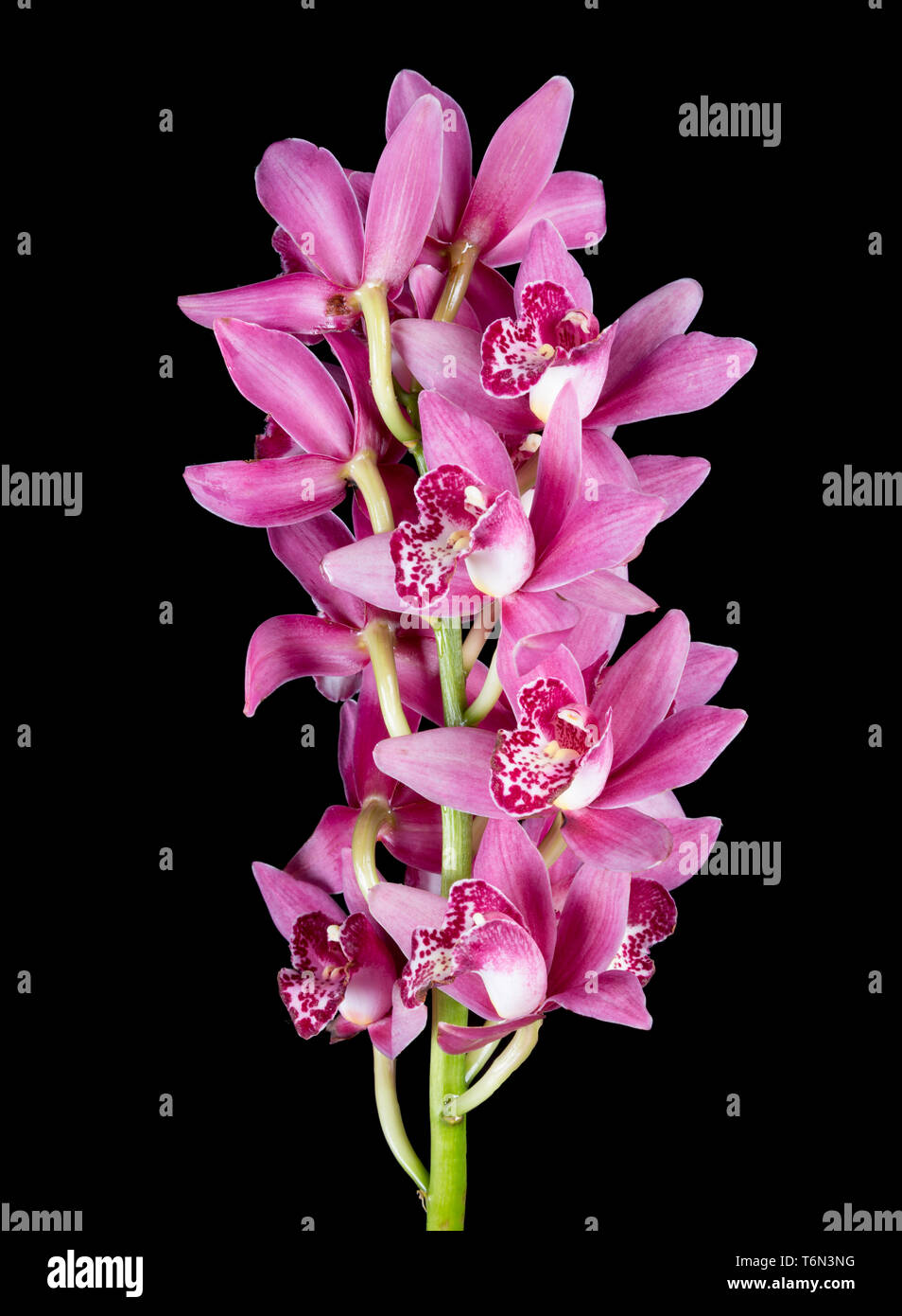 Purple cymbidium hi-res stock photography and images - Alamy