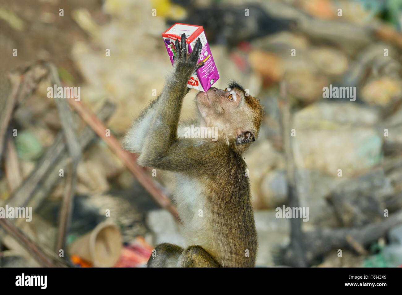 Monkey Garbage High Resolution Stock Photography and Images - Alamy