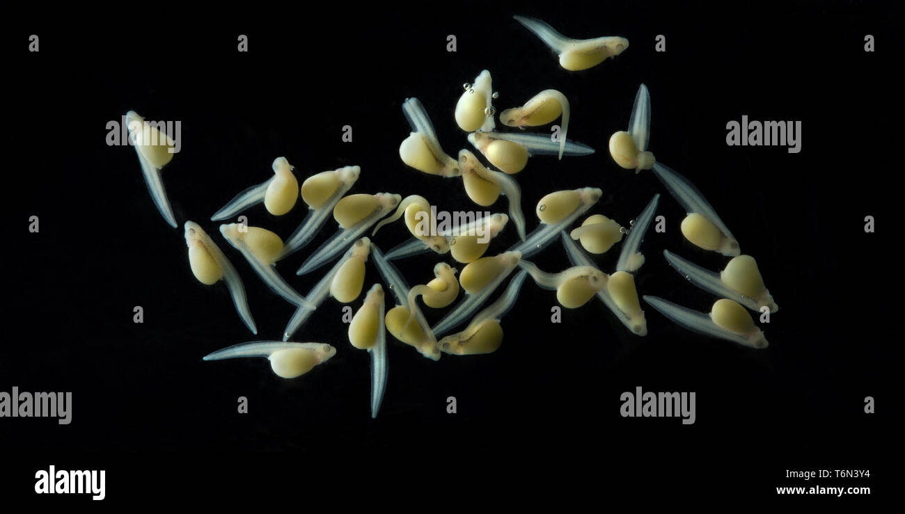 Developing frogs eggs hi-res stock photography and images - Alamy