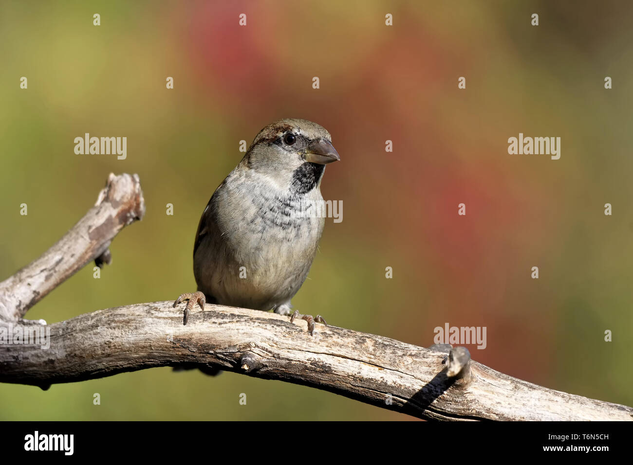 Europe germany hi-res stock photography and images - Alamy