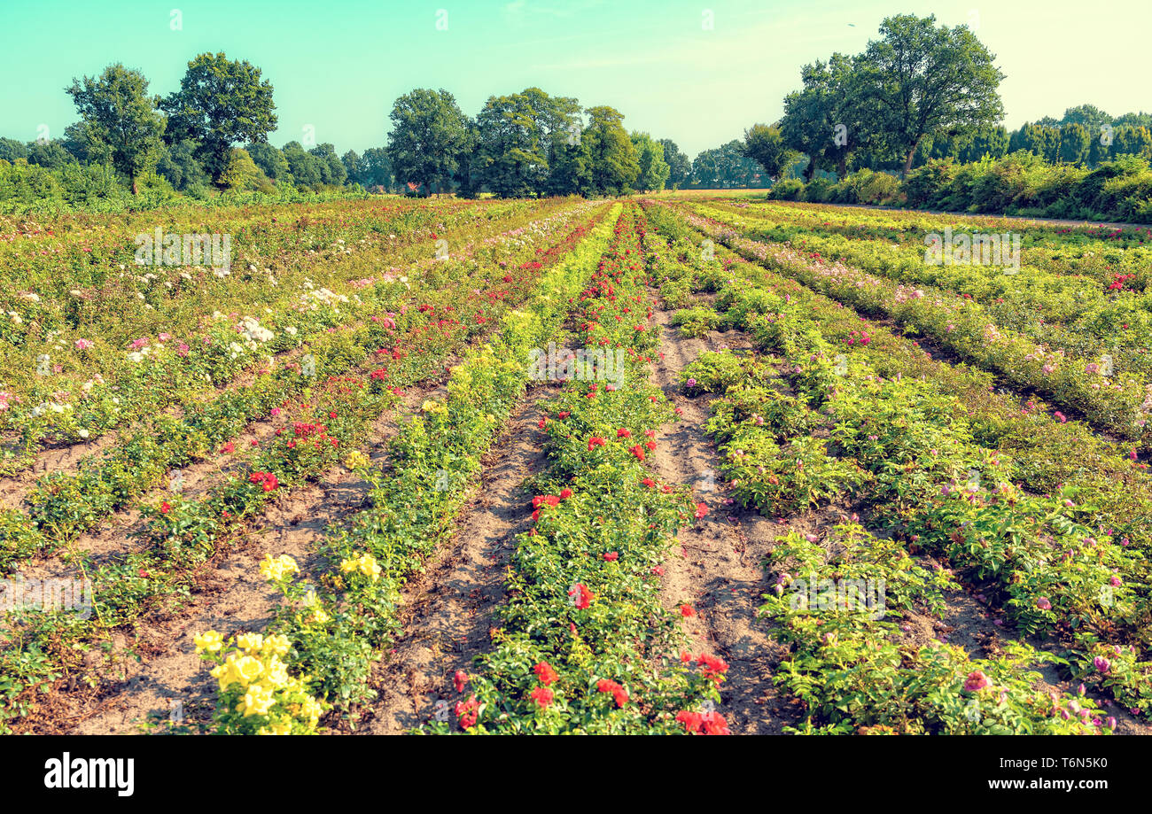 a beautiful and colorful and fragrant rose field Stock Photo - Alamy