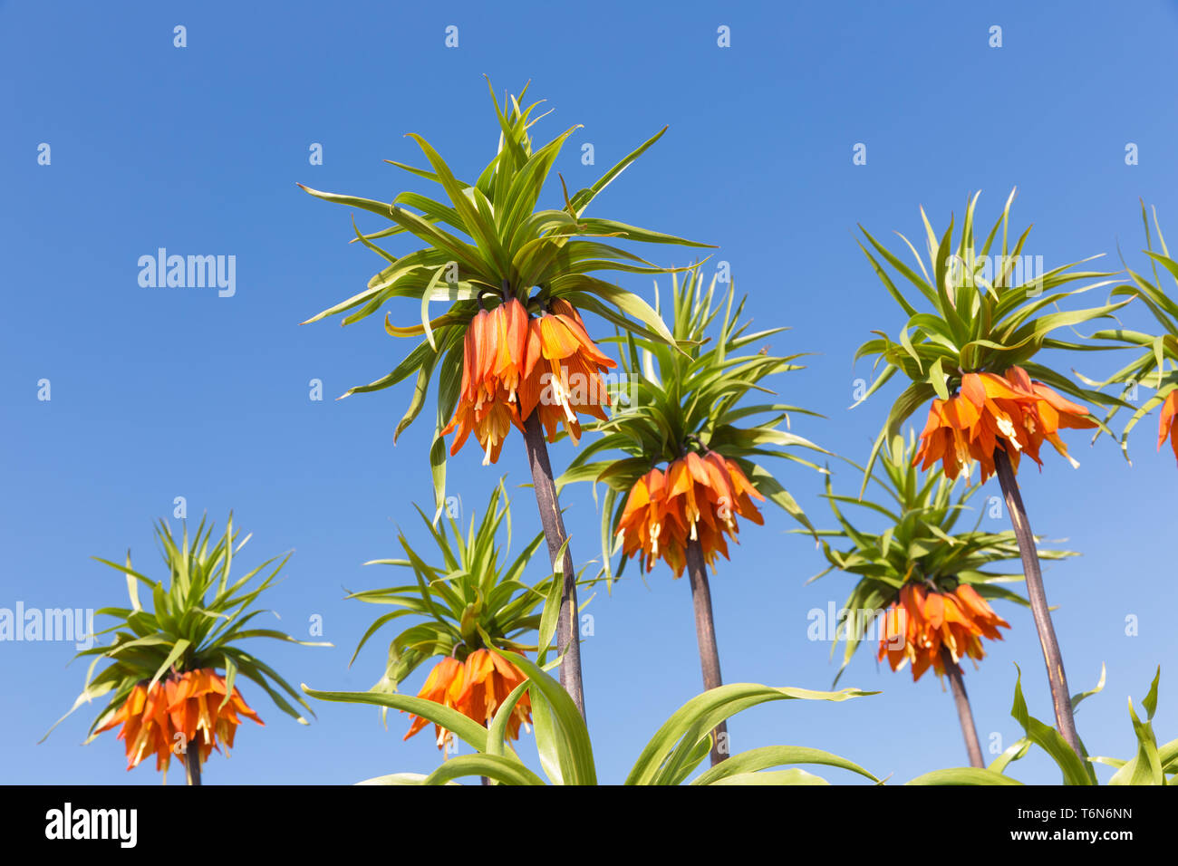Orange Crown Imperial Lily, latin name - Frittilaria imperialis Stock ...