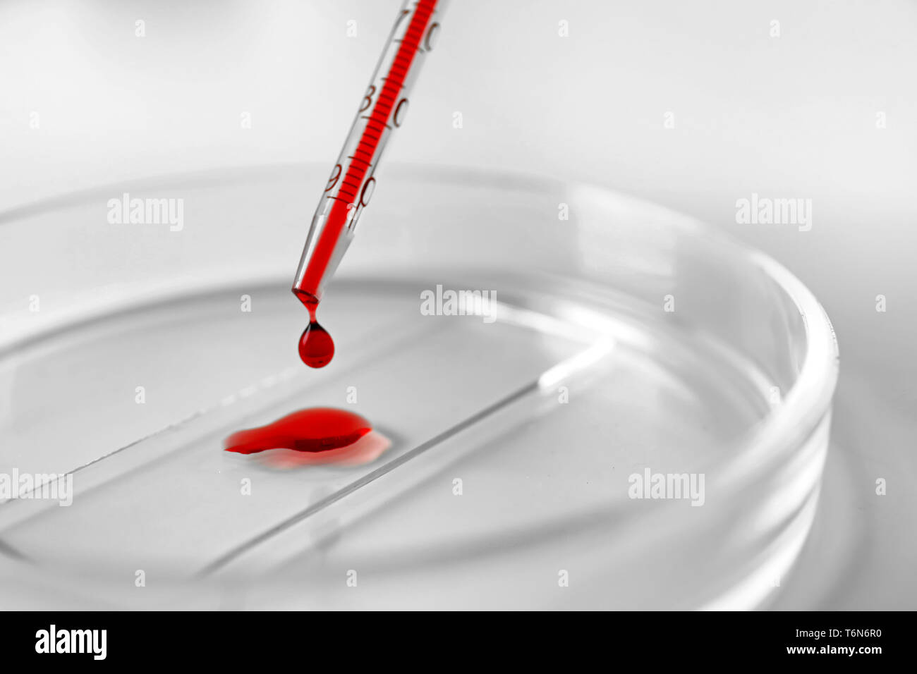 Dripping blood on glass in petri dish, closeup Stock Photo - Alamy