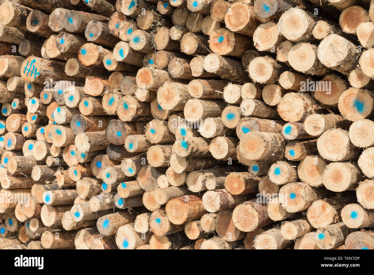 Stack of trunks hi-res stock photography and images - Alamy