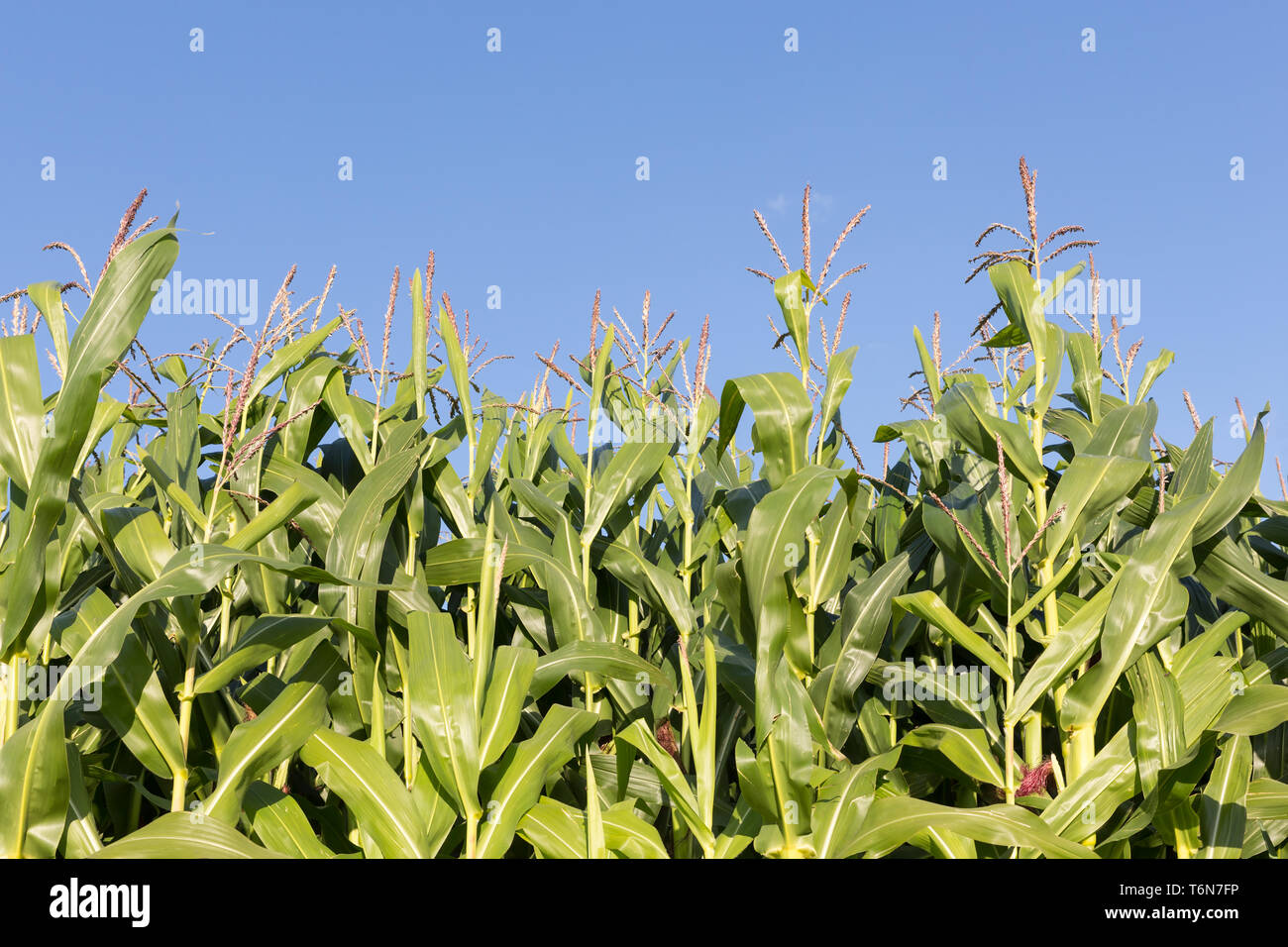 Dutch maize field with blue sky background Stock Photo - Alamy