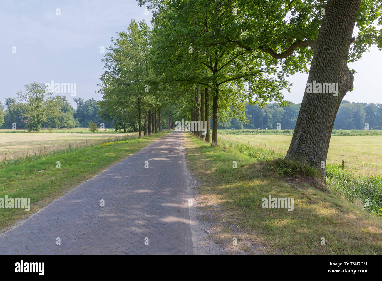Dutch landscape with paving stone country road and trees Stock Photo ...