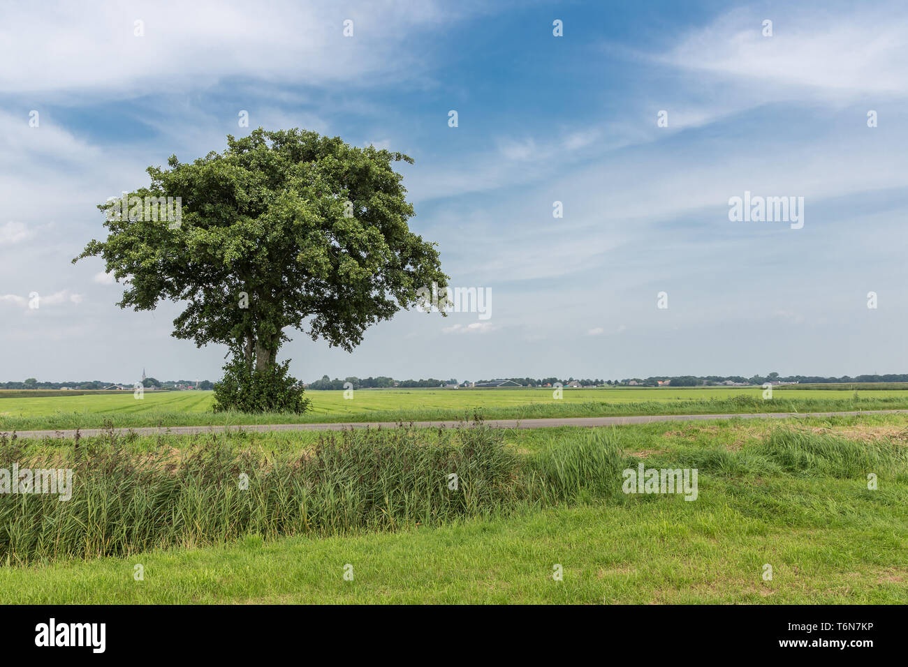 Wide tree hi-res stock photography and images - Alamy