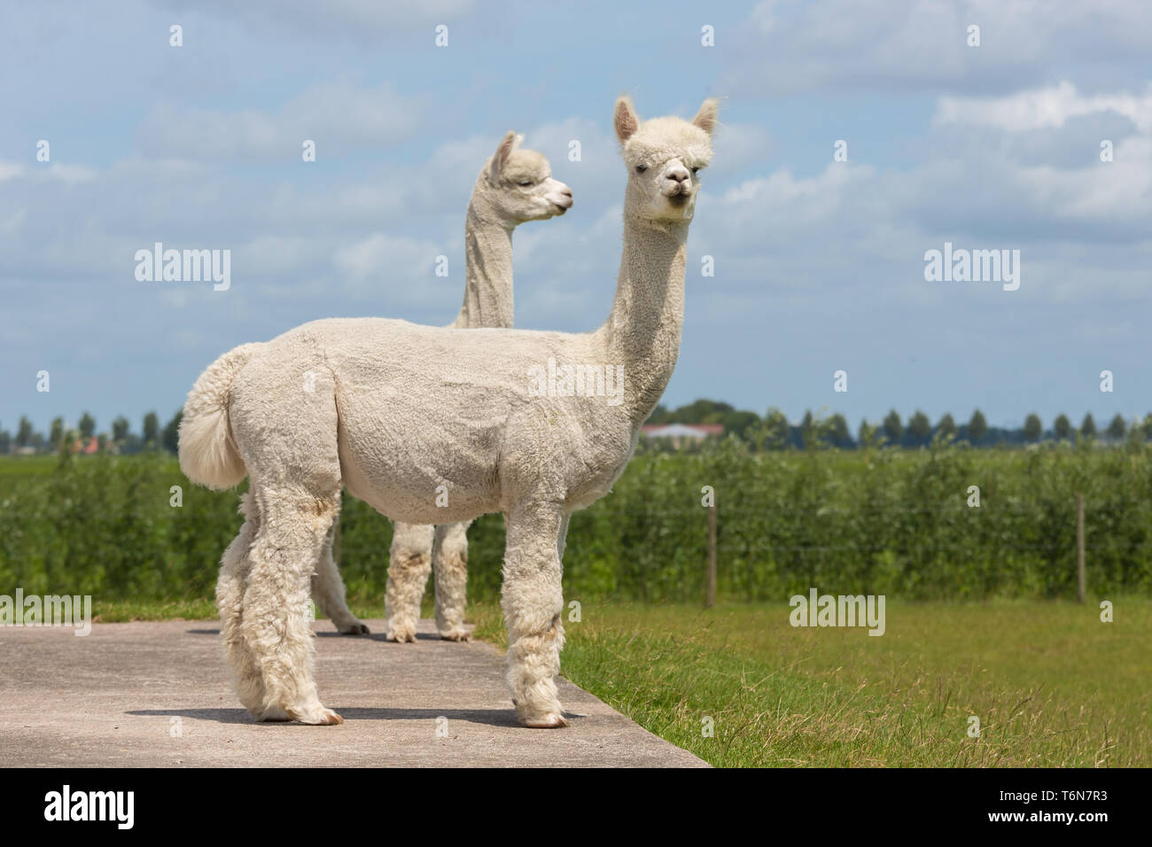 Two alpacas hi-res stock photography and images - Alamy