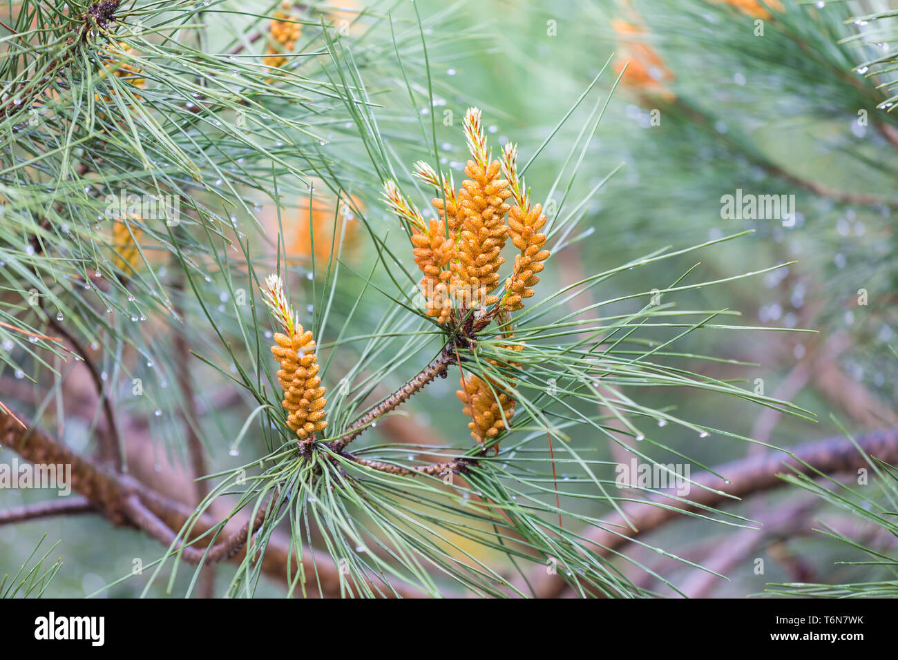 Pine tree with water drops after a rain shower Stock Photo - Alamy