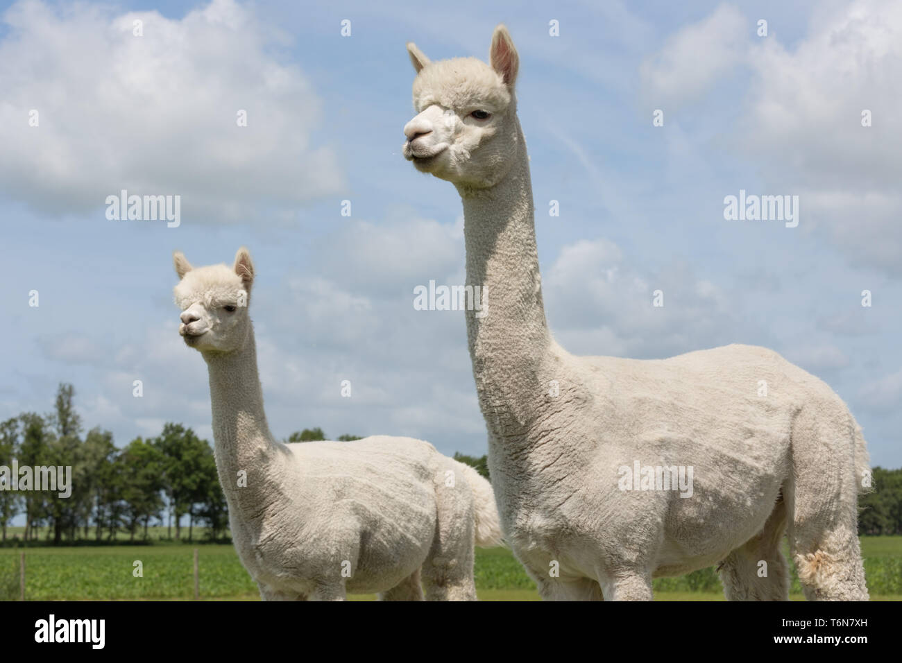 Two alpacas hi-res stock photography and images - Alamy
