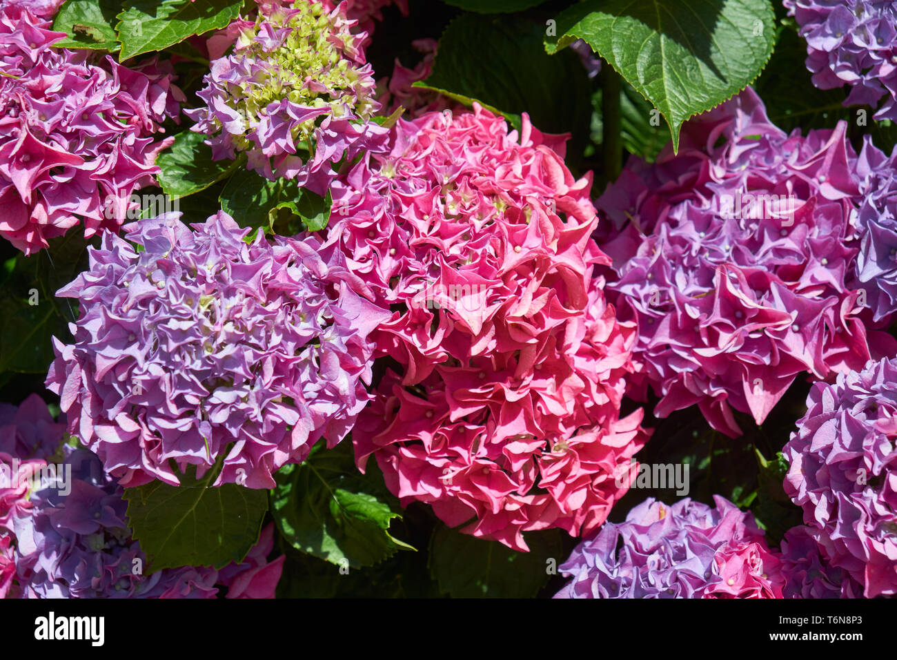 Hydrangea flowers. Sintra. Portugal Stock Photo - Alamy