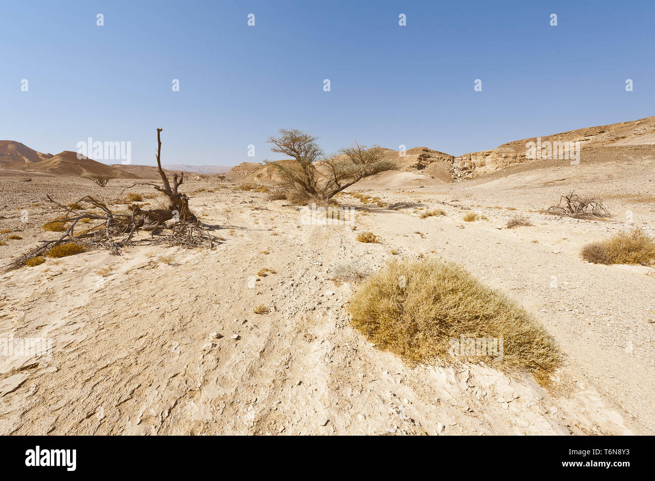 Life in the desert hi-res stock photography and images - Alamy