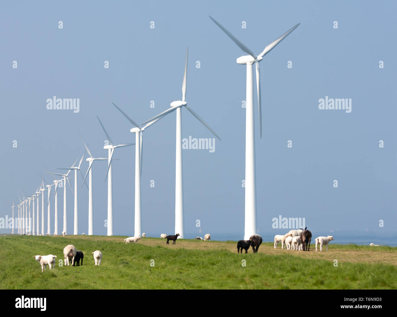 Dutch Wind turbines with sheep Stock Photo - Alamy