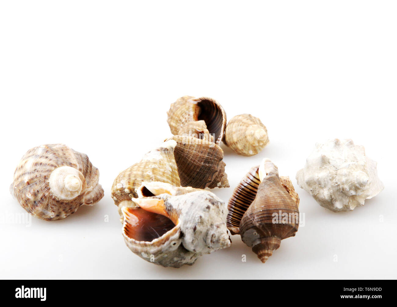 Rapana isolated on white background Stock Photo - Alamy