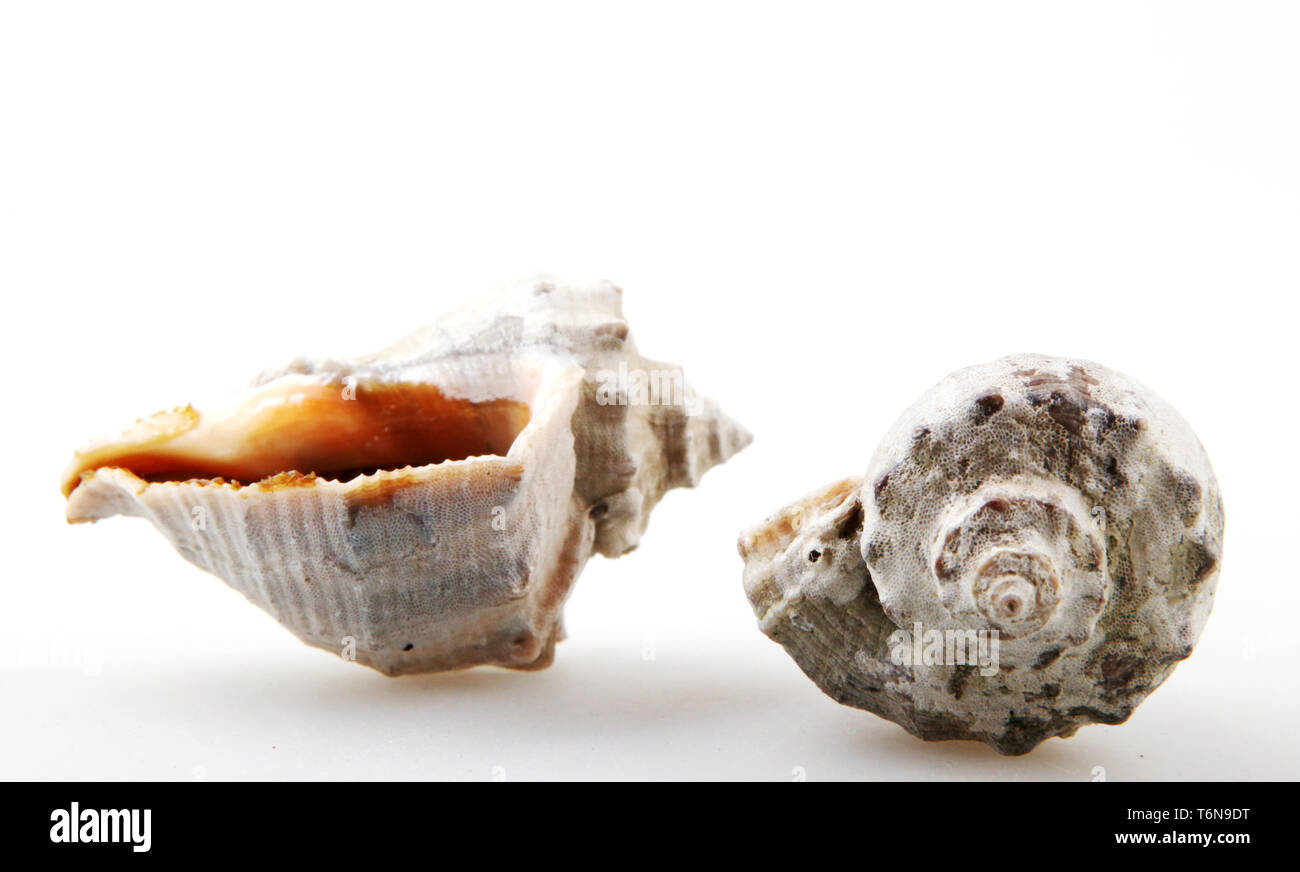 Rapana isolated on white background Stock Photo - Alamy