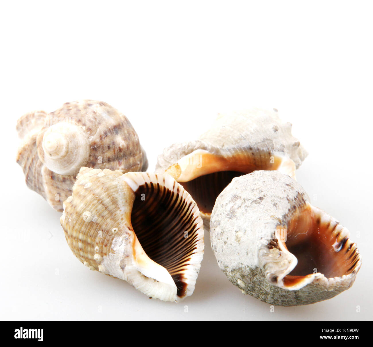 Rapana isolated on white background Stock Photo - Alamy