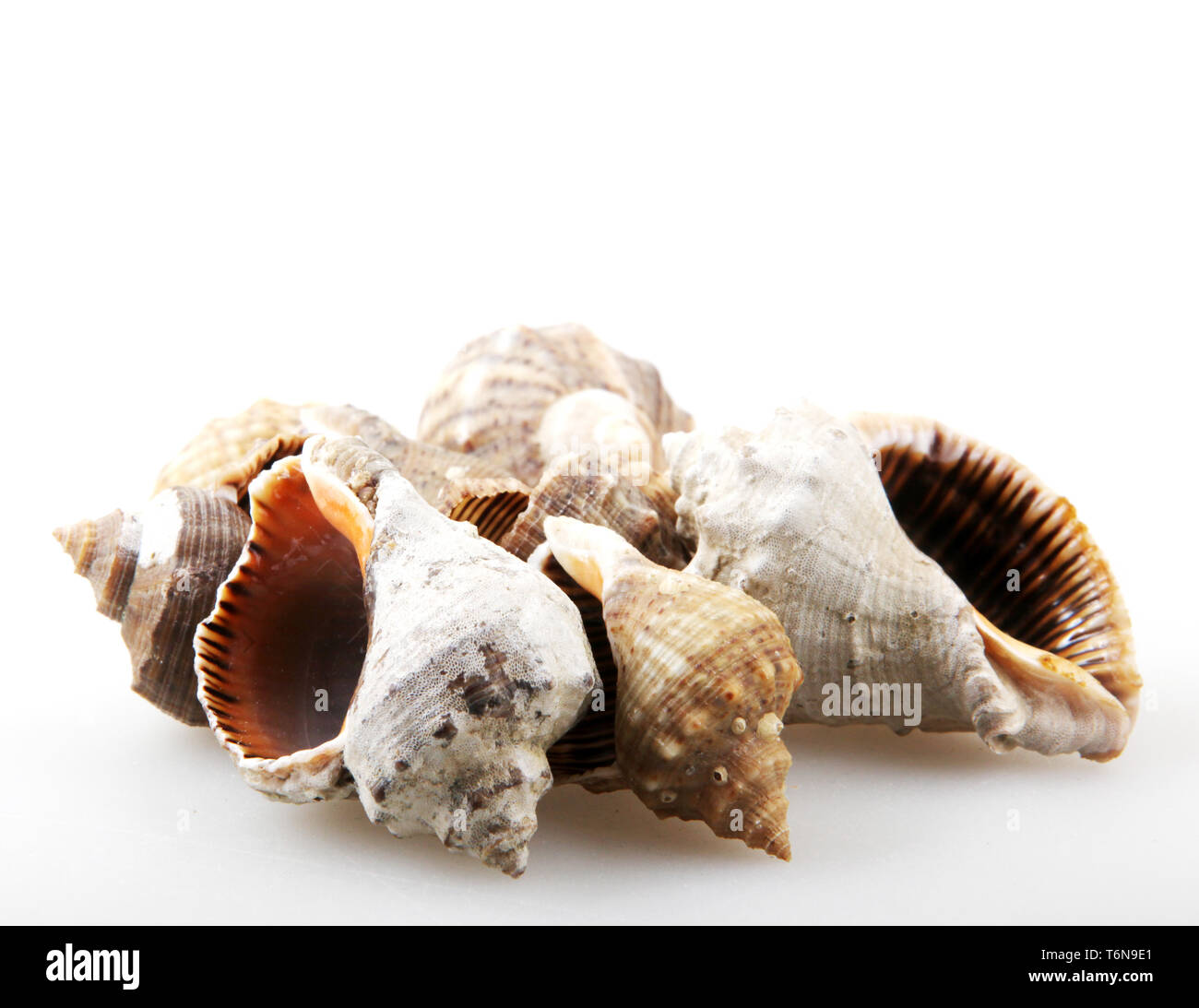 Rapana isolated on white background Stock Photo - Alamy