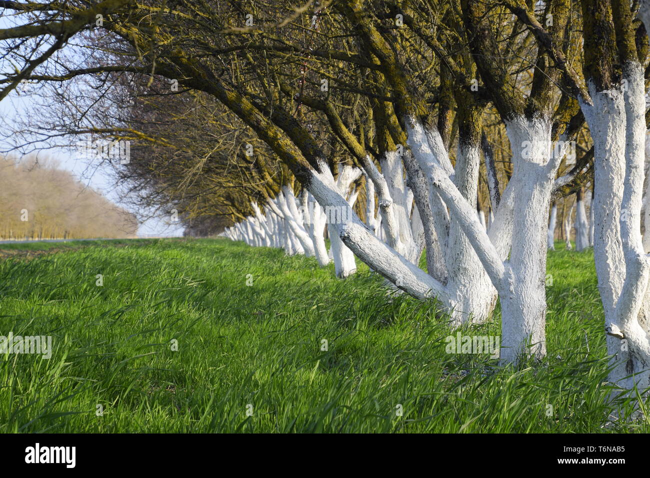 Whitewashed tree trunks along the road. Apricots along the route with a ...