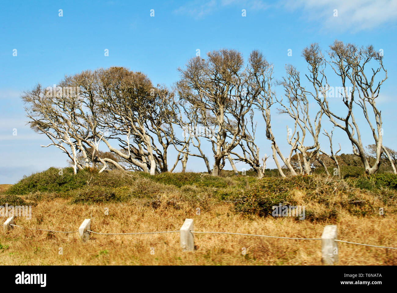 Trees Twisted From Windy Beach Stock Photo - Alamy