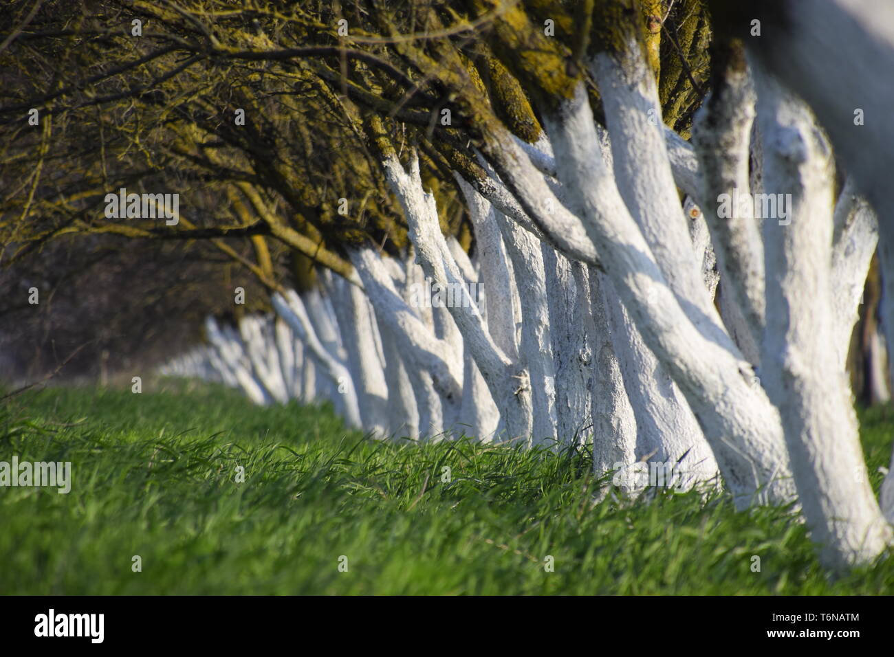Whitewashed tree trunks along the road. Apricots along the route with a ...