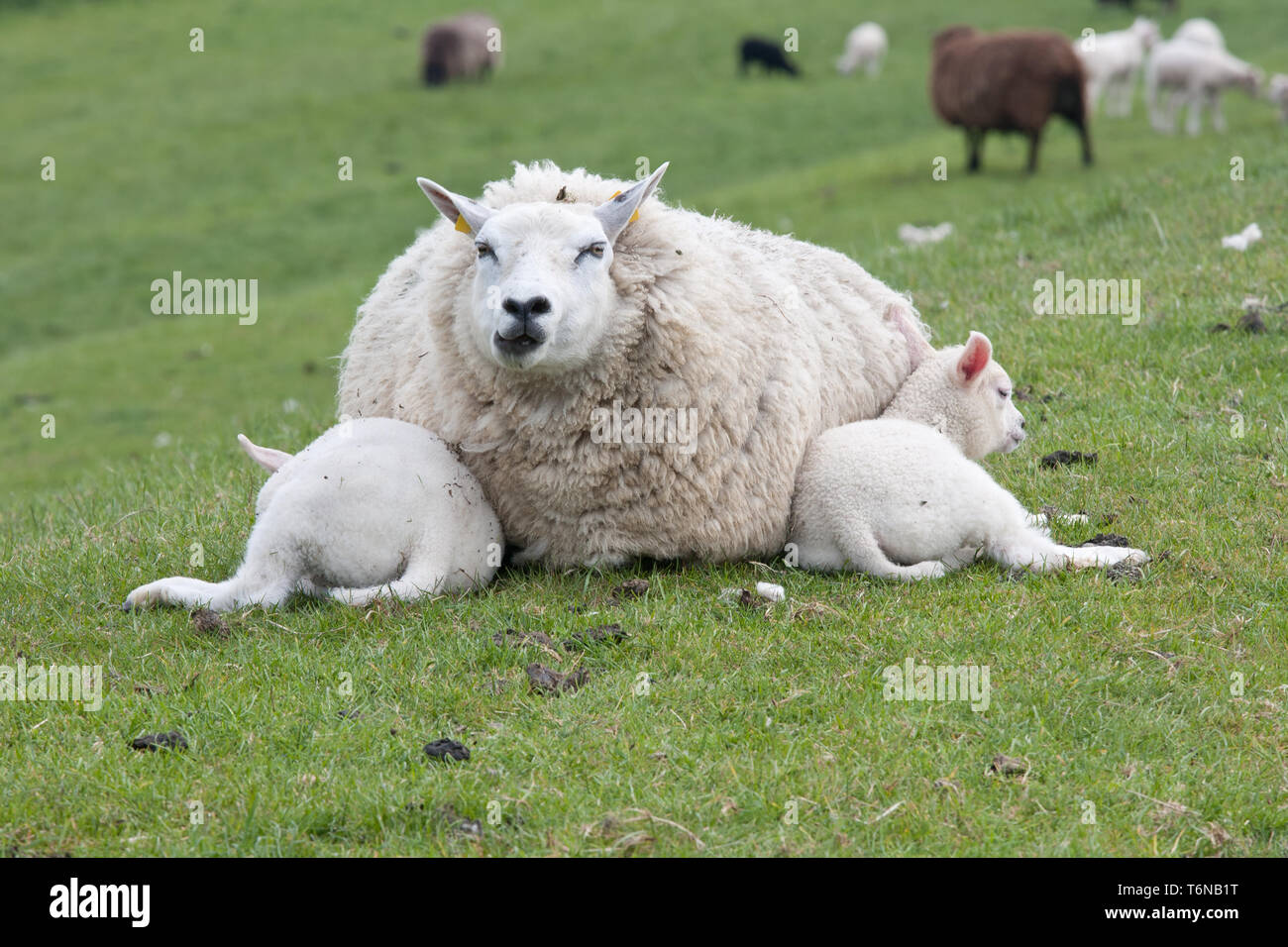 Sheep with lambs Stock Photo - Alamy