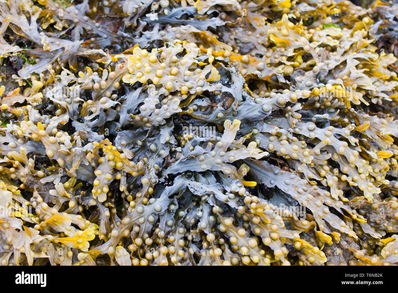 Green seaweed leaves hi-res stock photography and images - Alamy
