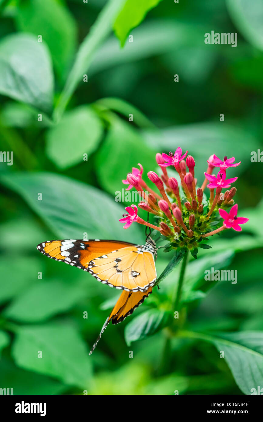 Plain tiger butterfly Stock Photo - Alamy