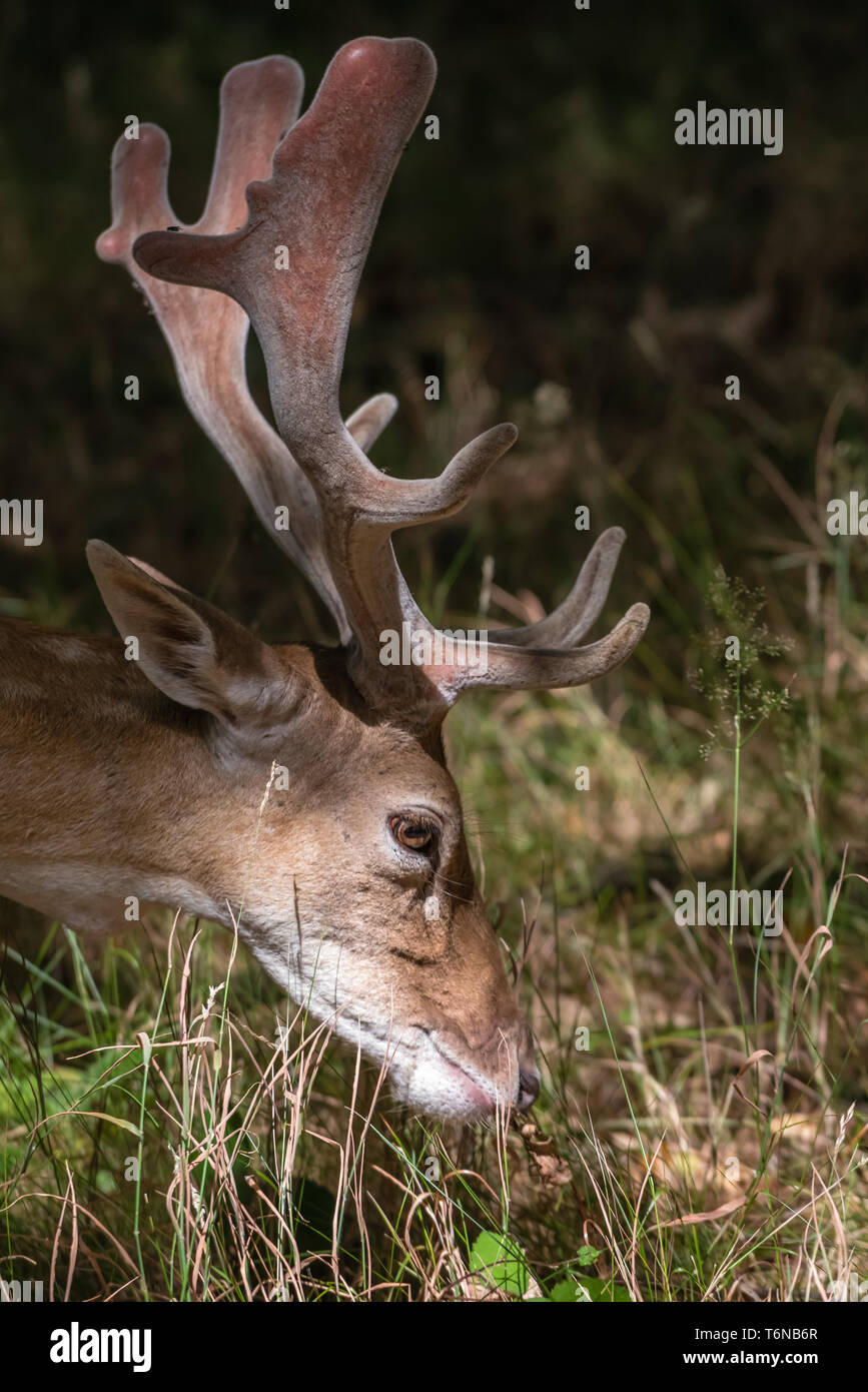 Hungry deer hi-res stock photography and images - Alamy