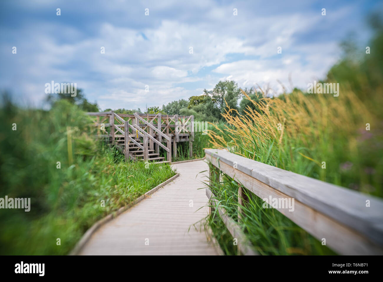 Birdwatching platform in the wetlands Stock Photo - Alamy