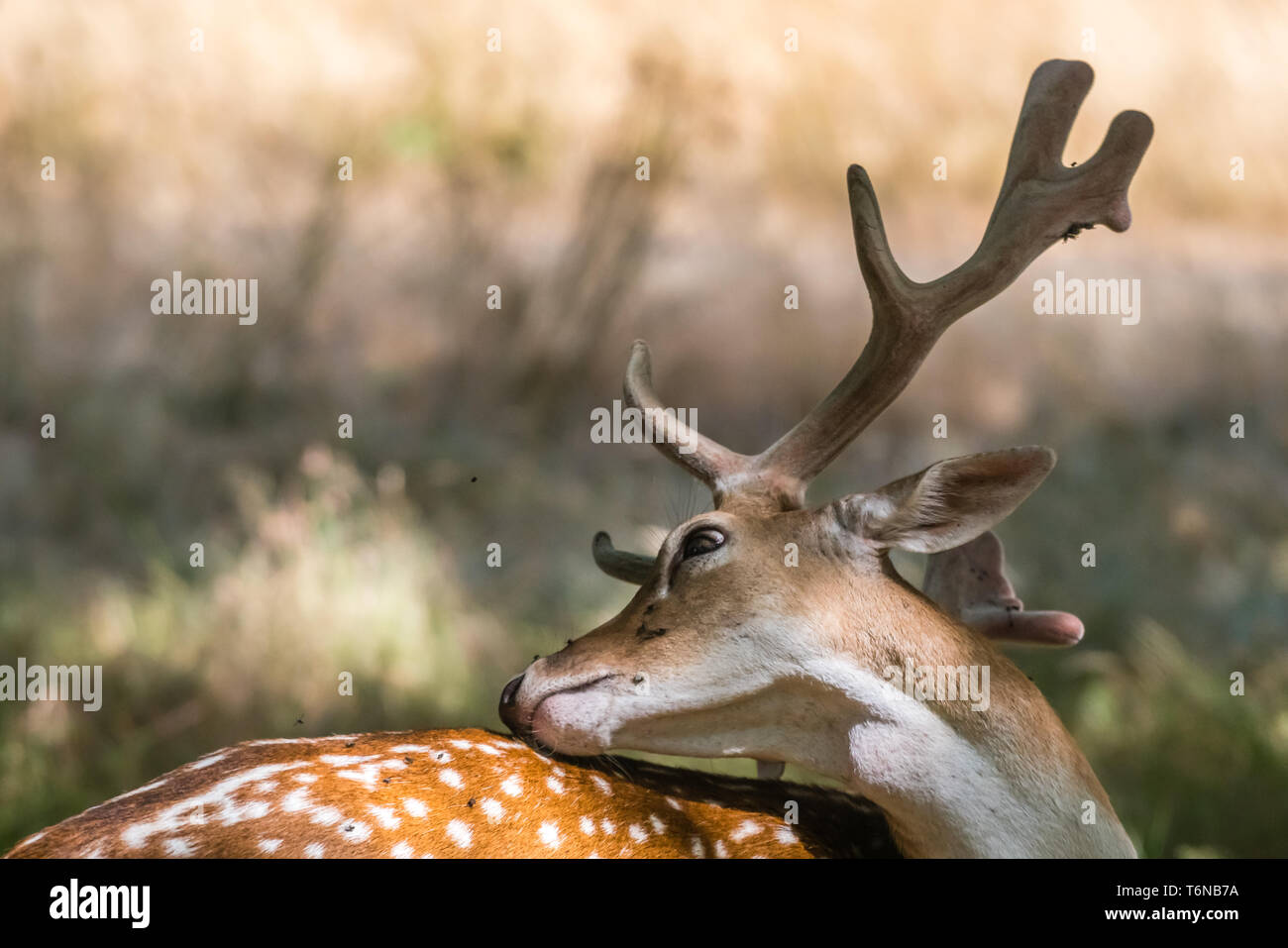 Deer scratching its back Stock Photo - Alamy