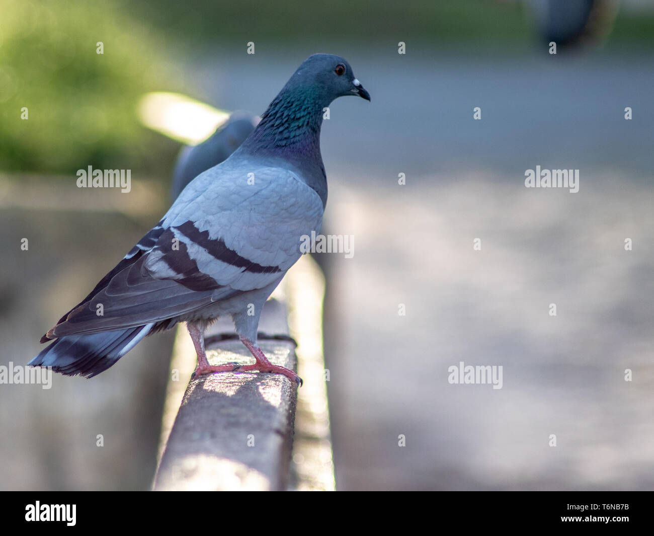 European lovers hi-res stock photography and images - Alamy