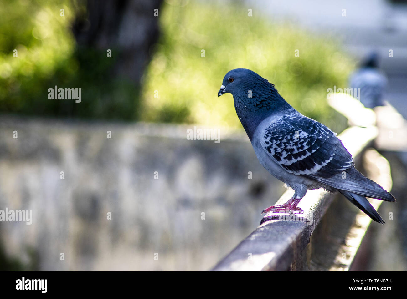 European pigeon hi-res stock photography and images - Alamy