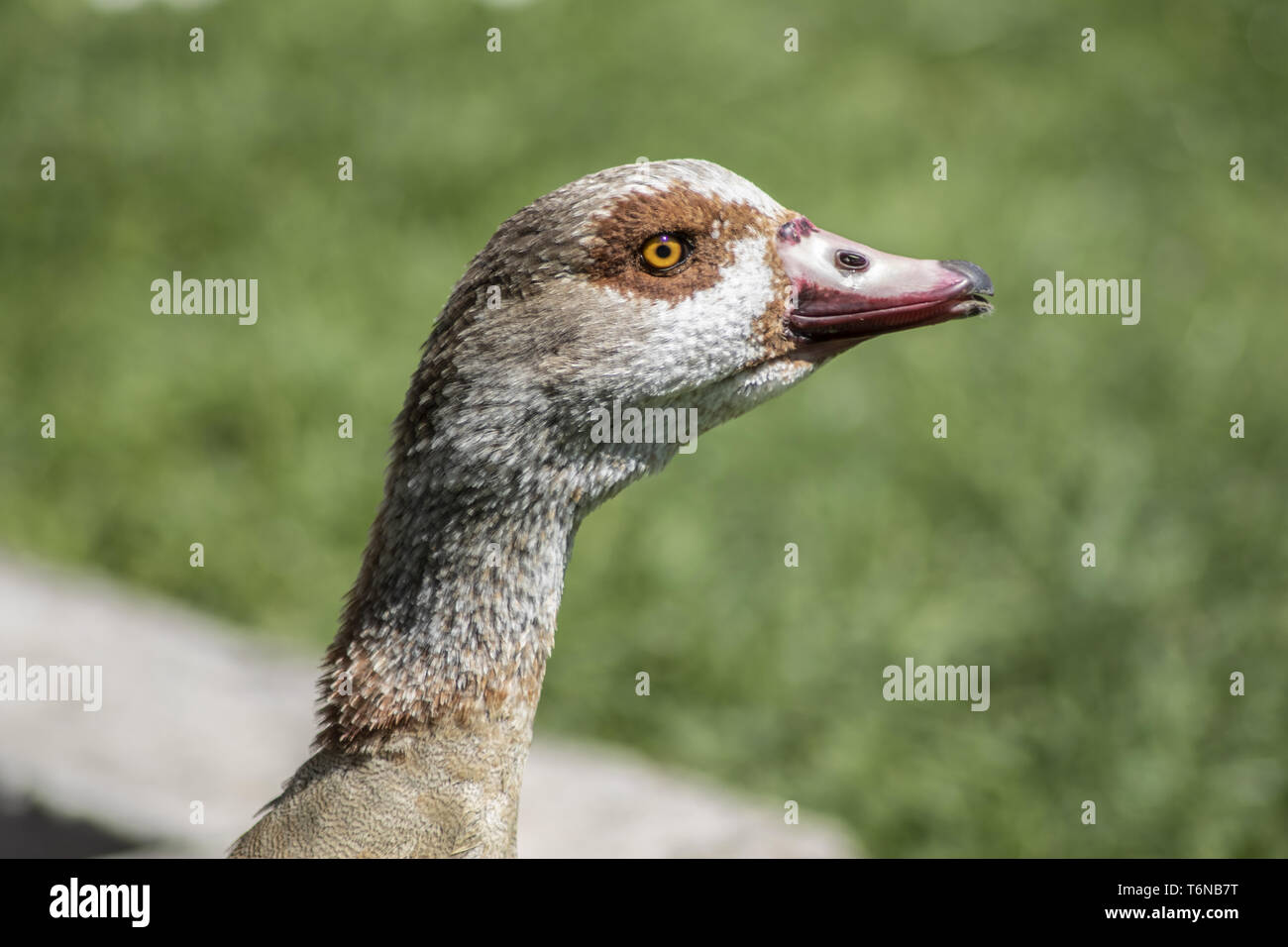European wild duck hi-res stock photography and images - Alamy