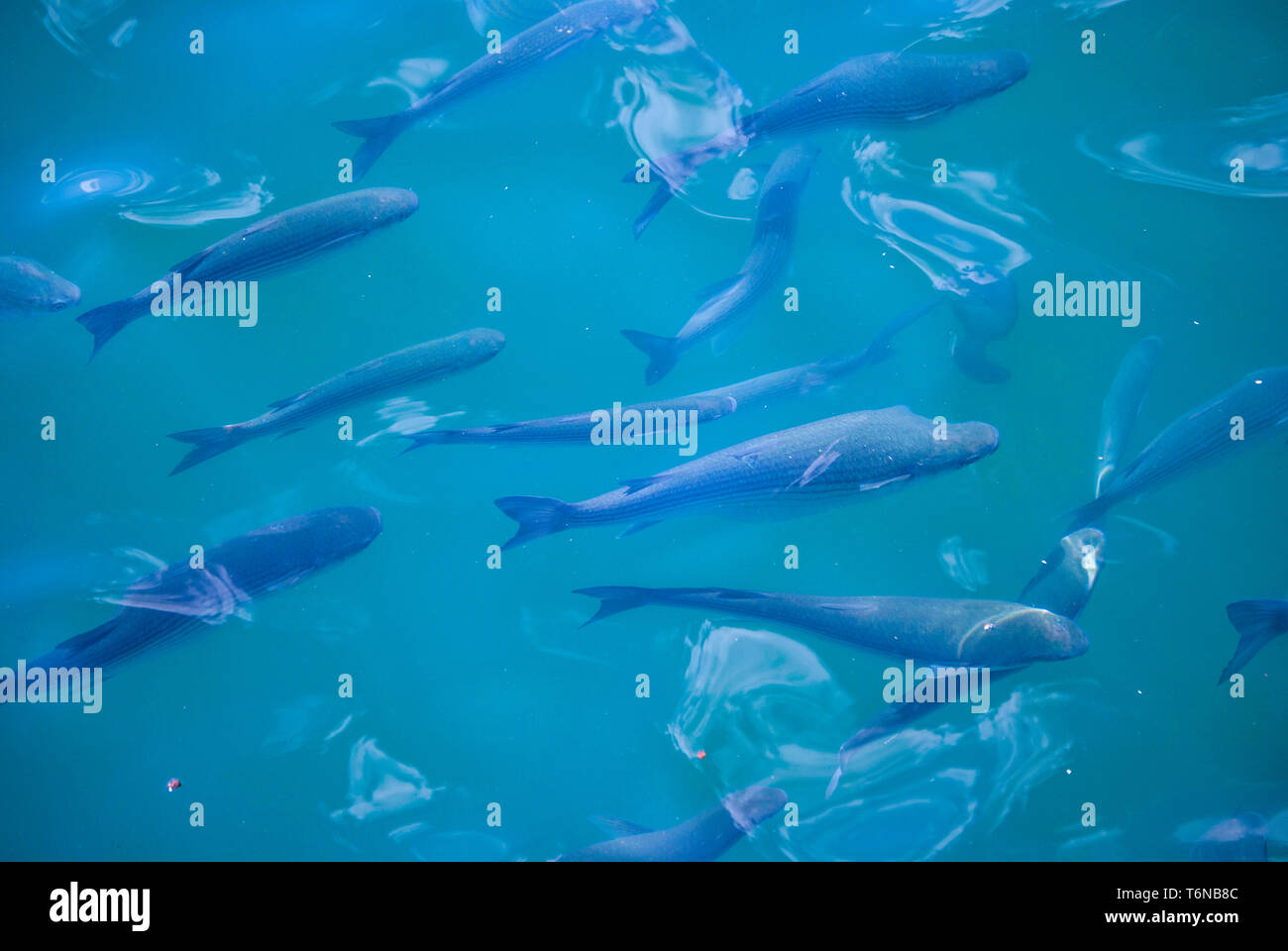 Sea fishes closeup on hi-res stock photography and images - Alamy